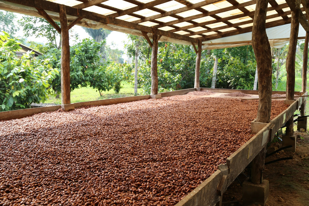 Process 5: Drying Cacao Beans is an important process for the taste ...